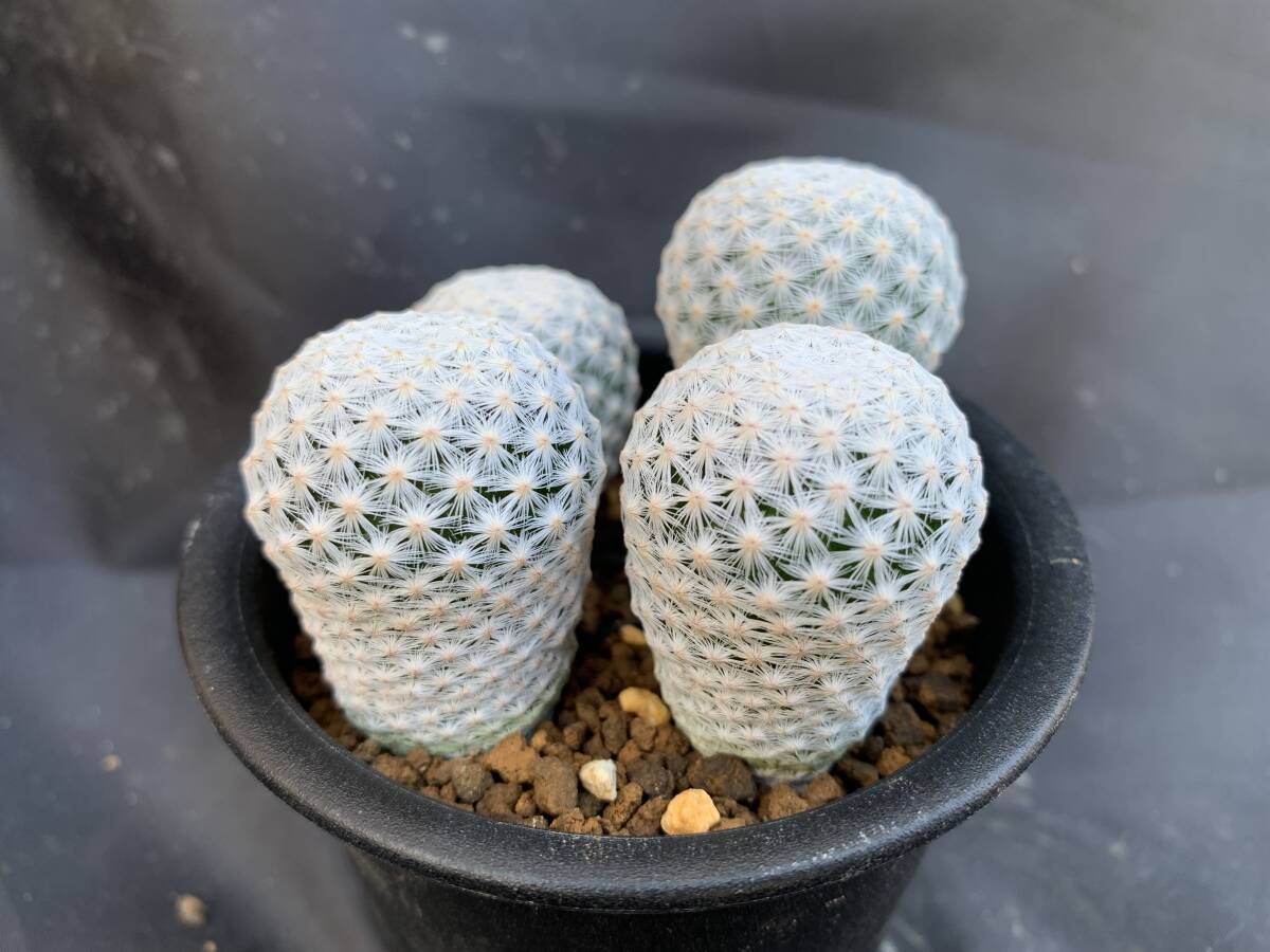 Yahoo!オークション - サボテン・多肉植物 D37 白鳥