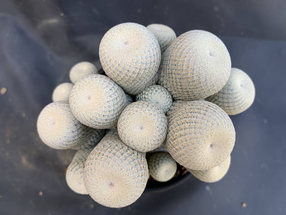 Yahoo!オークション - サボテン・多肉植物 D43 小人の帽子