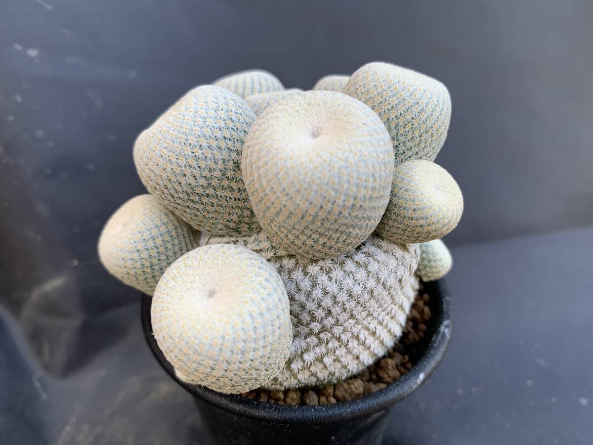 Yahoo!オークション - サボテン・多肉植物 D43 小人の帽子