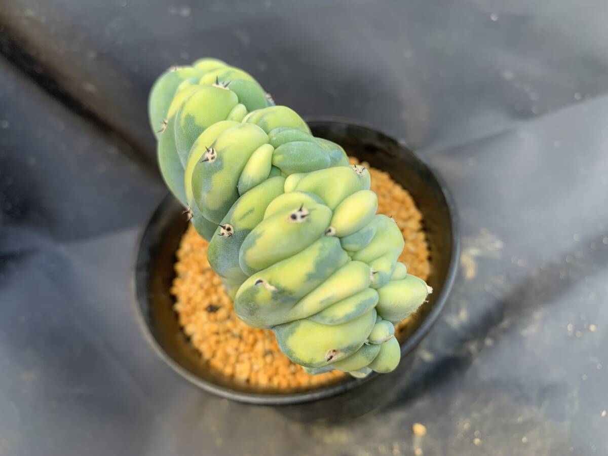 Yahoo!オークション - サボテン・多肉植物 D46 竜神木錦綴化