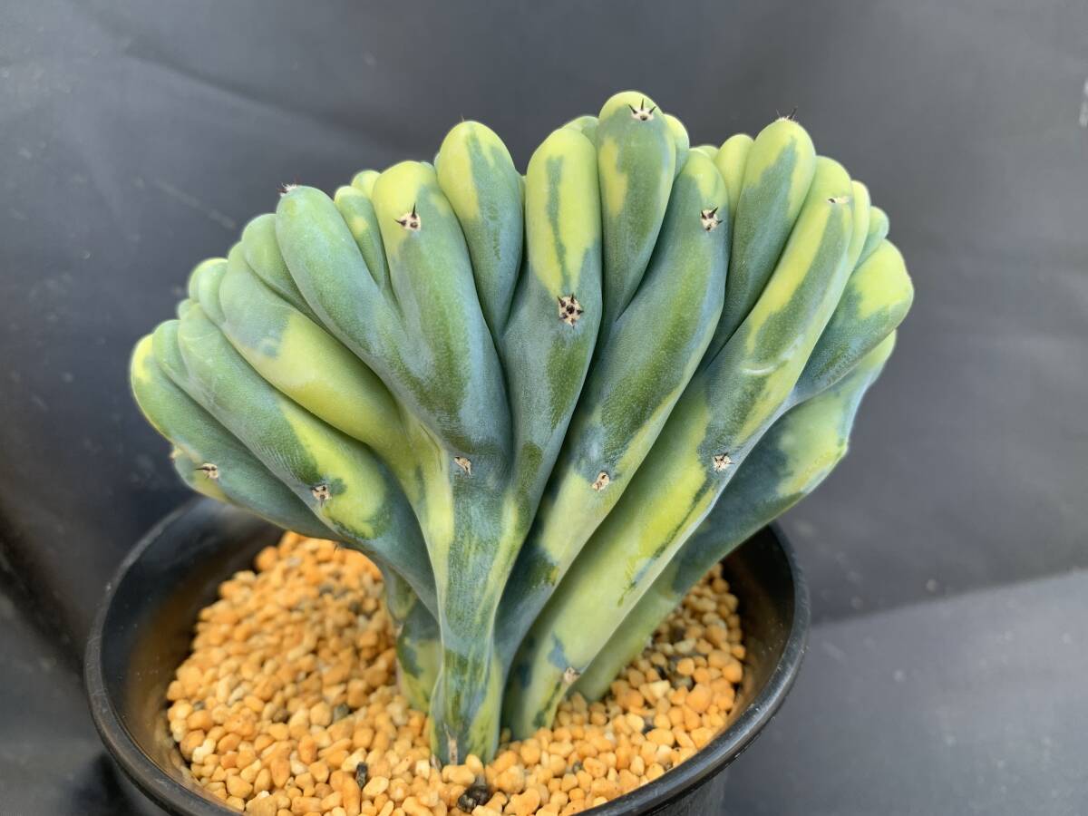 Yahoo!オークション - サボテン・多肉植物 D46 竜神木錦綴化