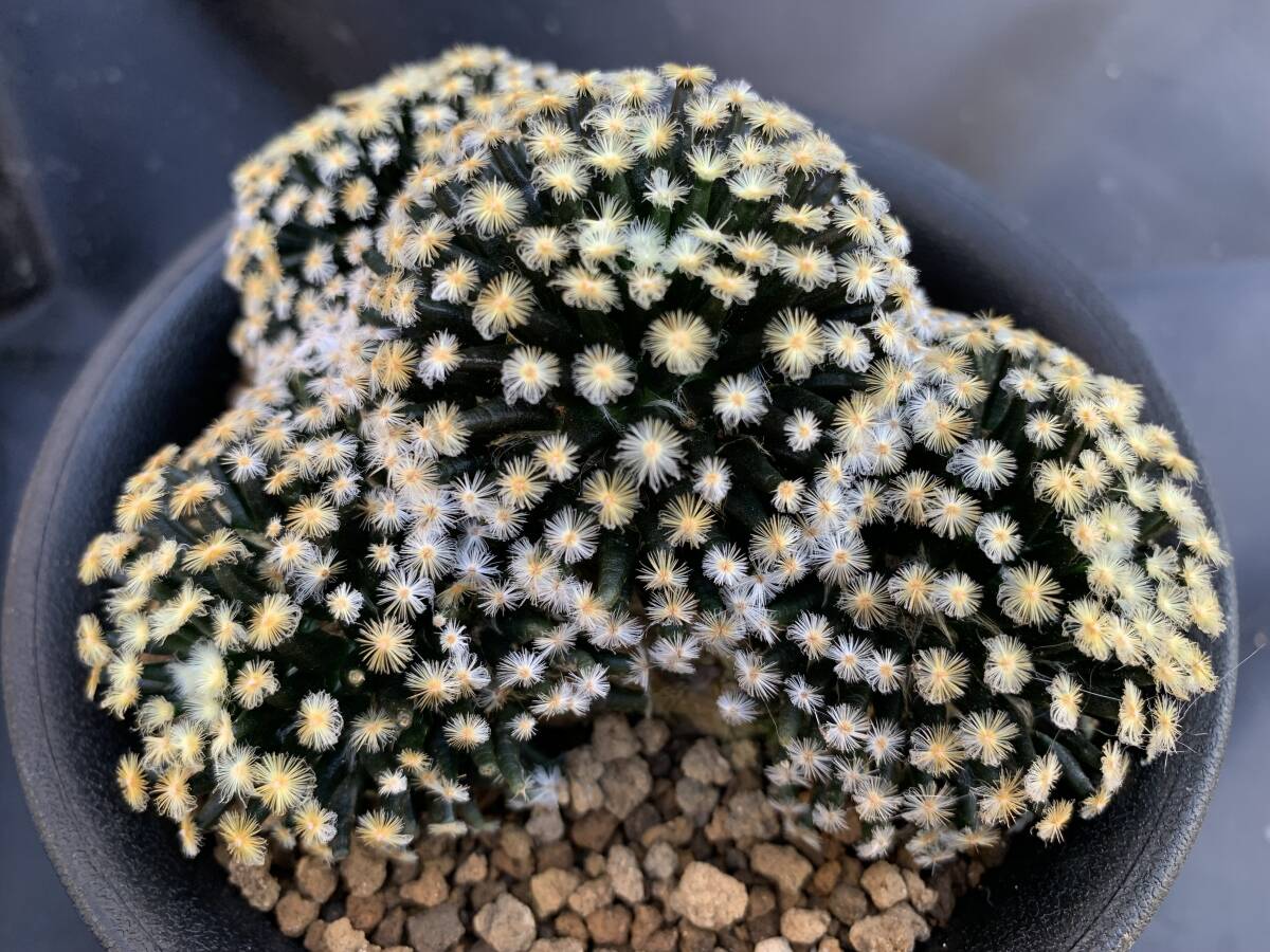 Yahoo!オークション - サボテン・多肉植物 D49 黒肌明星