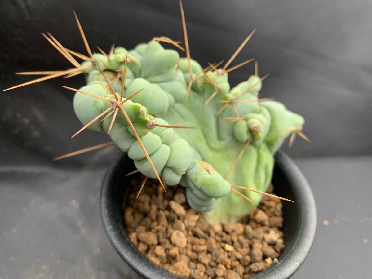 Yahoo!オークション - サボテン・多肉植物 D61 成程柱モンスト