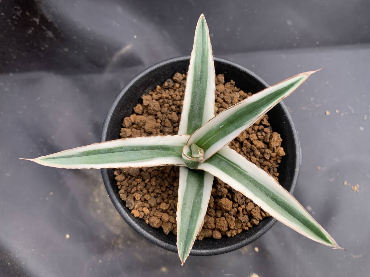 Yahoo!オークション - サボテン・多肉植物 D69 氷山