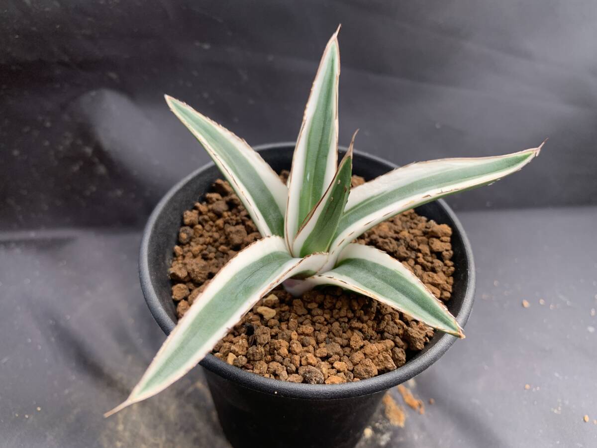 Yahoo!オークション - サボテン・多肉植物 D69 氷山