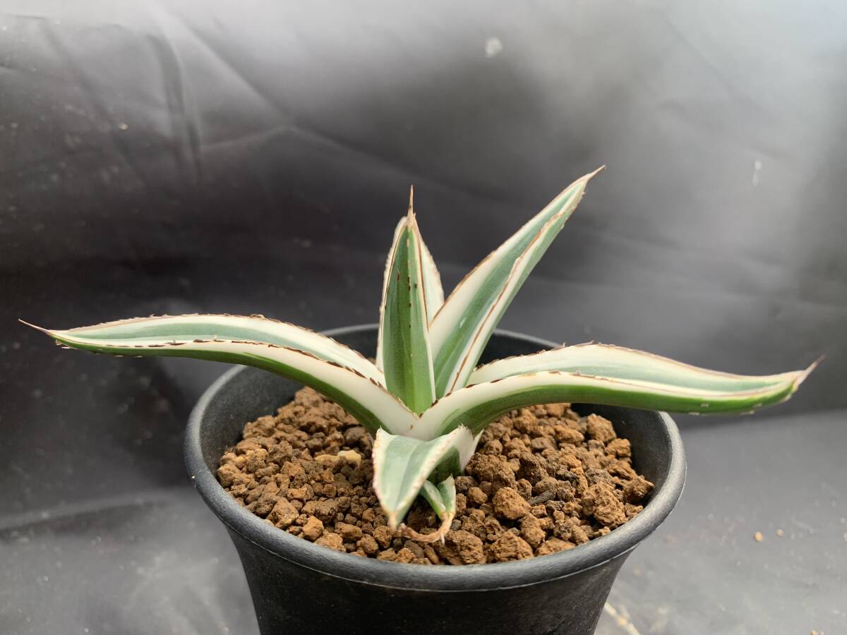 Yahoo!オークション - サボテン・多肉植物 D69 氷山