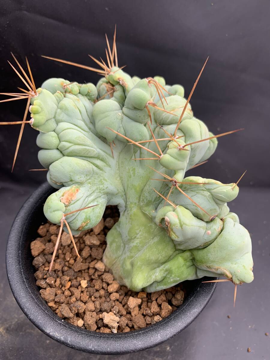 Yahoo!オークション - サボテン・多肉植物 D61 成程柱モンスト