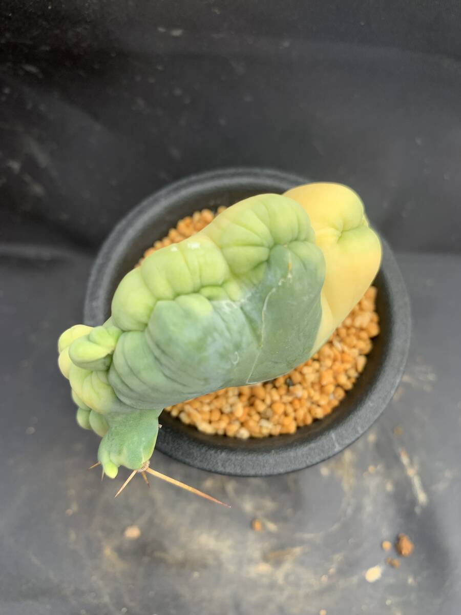 Yahoo!オークション - サボテン・多肉植物 D62 成程柱錦モンスト