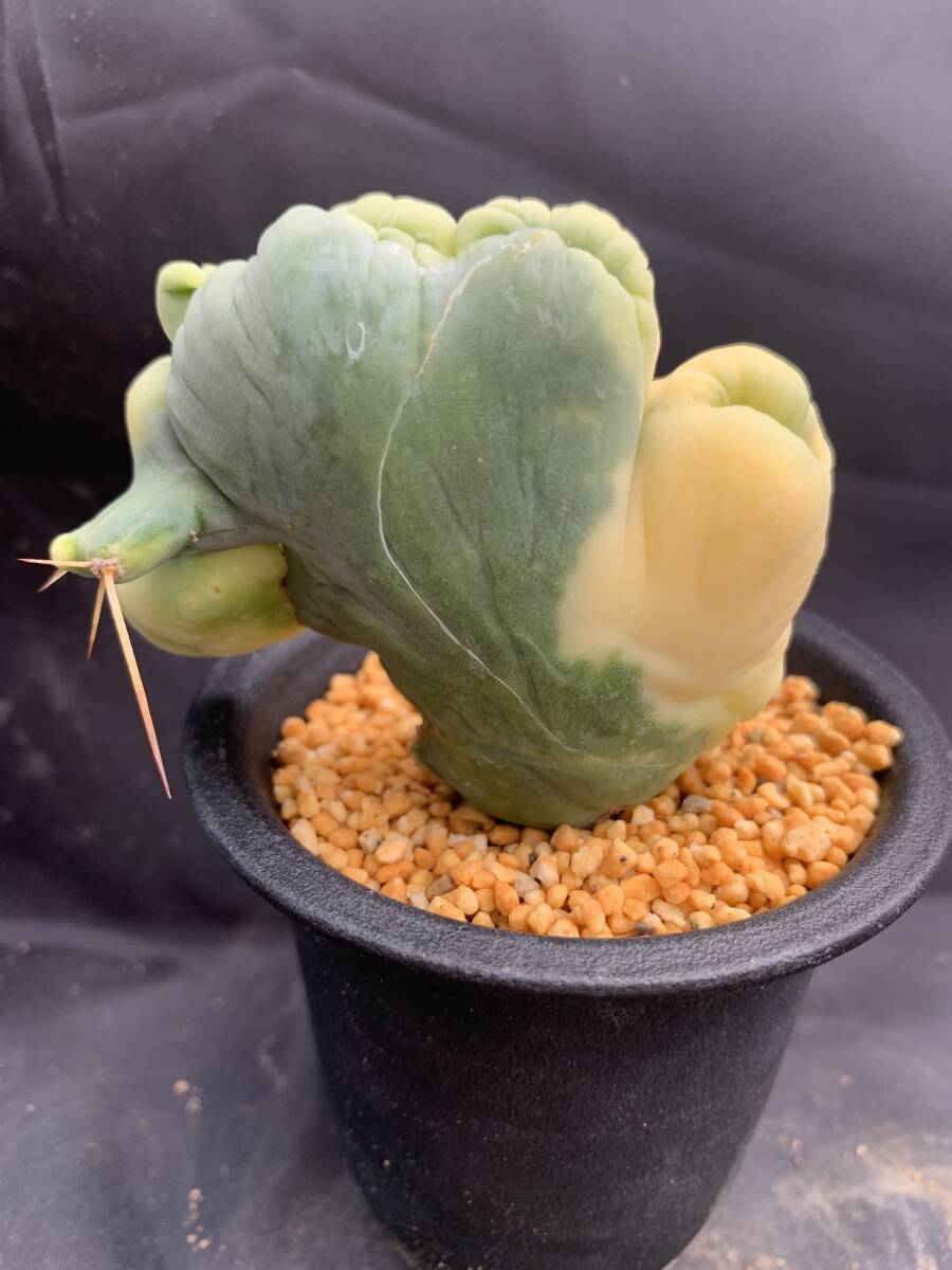 Yahoo!オークション - サボテン・多肉植物 D62 成程柱錦モンスト