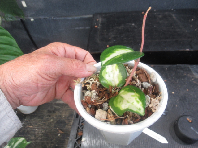 Yahoo!オークション - KN 1円 ホヤ(サクララン属） カルノサ ‘マダ...