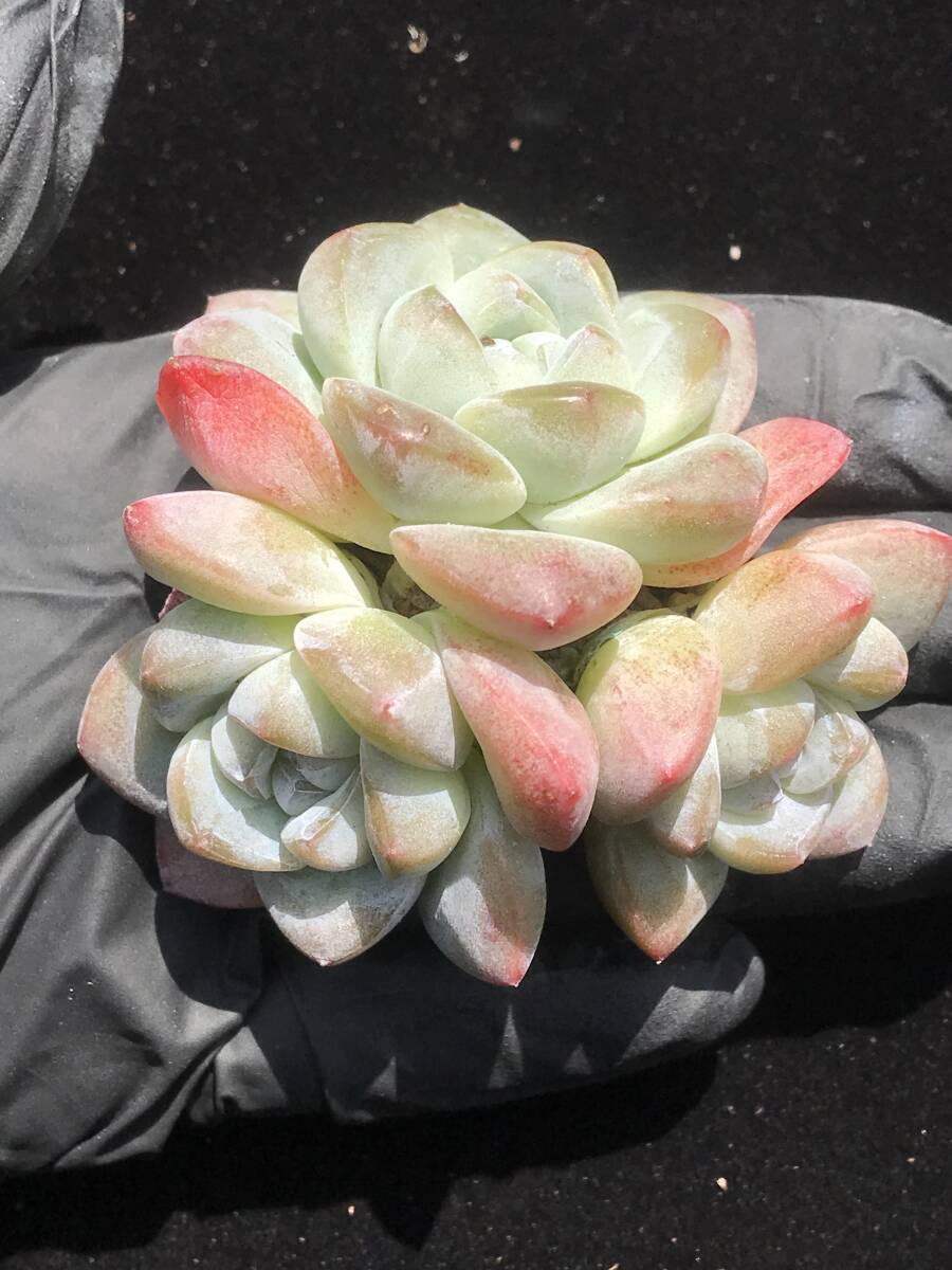 Yahoo!オークション - 氷玉G154-4 13苗 多肉植物 エケベリア レア種 韓...