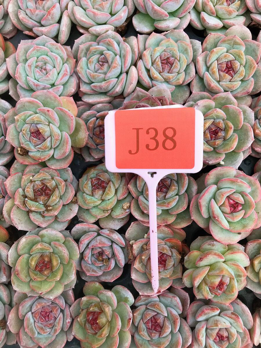 Yahoo!オークション - いちごがとろとろ J38-6 85苗 多肉植物 エケベリ...