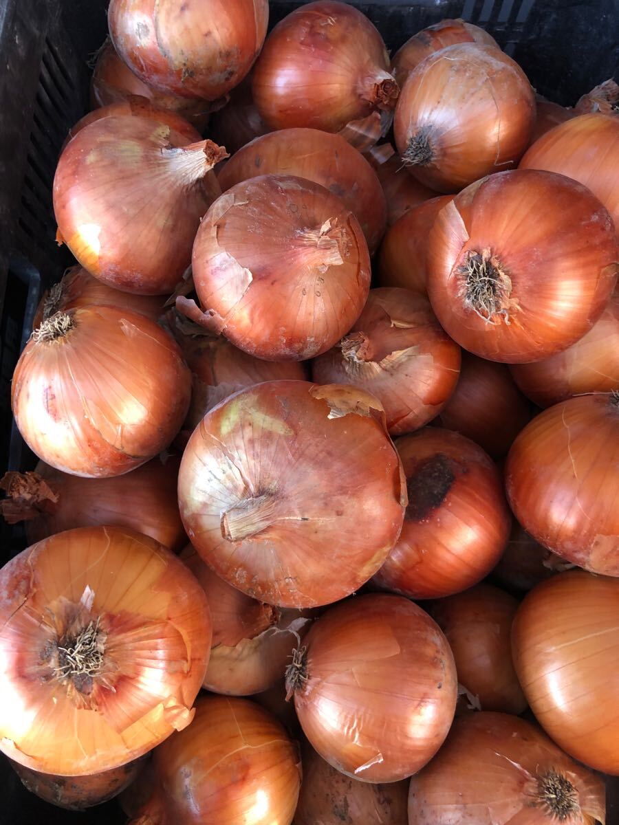 Yahoo!オークション - 大人気の最高級A品 淡路島たまねぎ M L 10kg