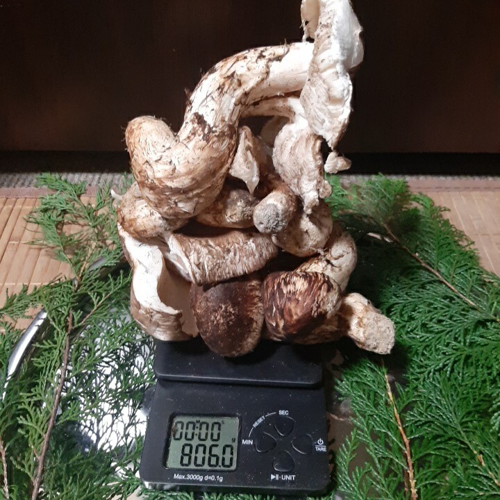 Yahoo!オークション - 南信州松川産松茸 キズ曲がり訳アリ品 800g 9本