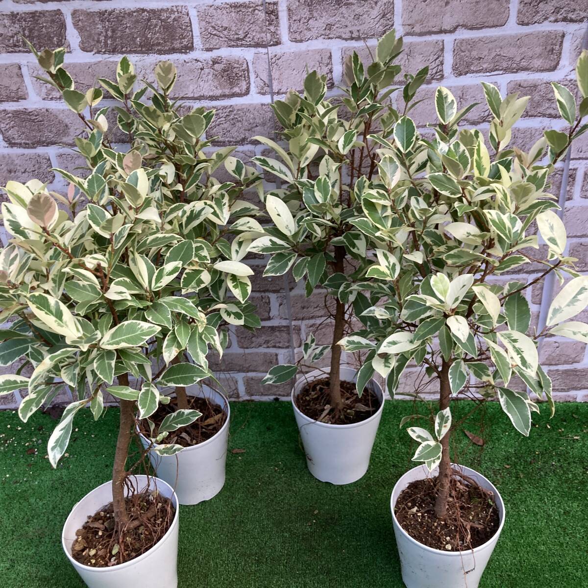 Yahoo!オークション - 斑入りガジュマル 5号 h70cm 現品 4鉢セット