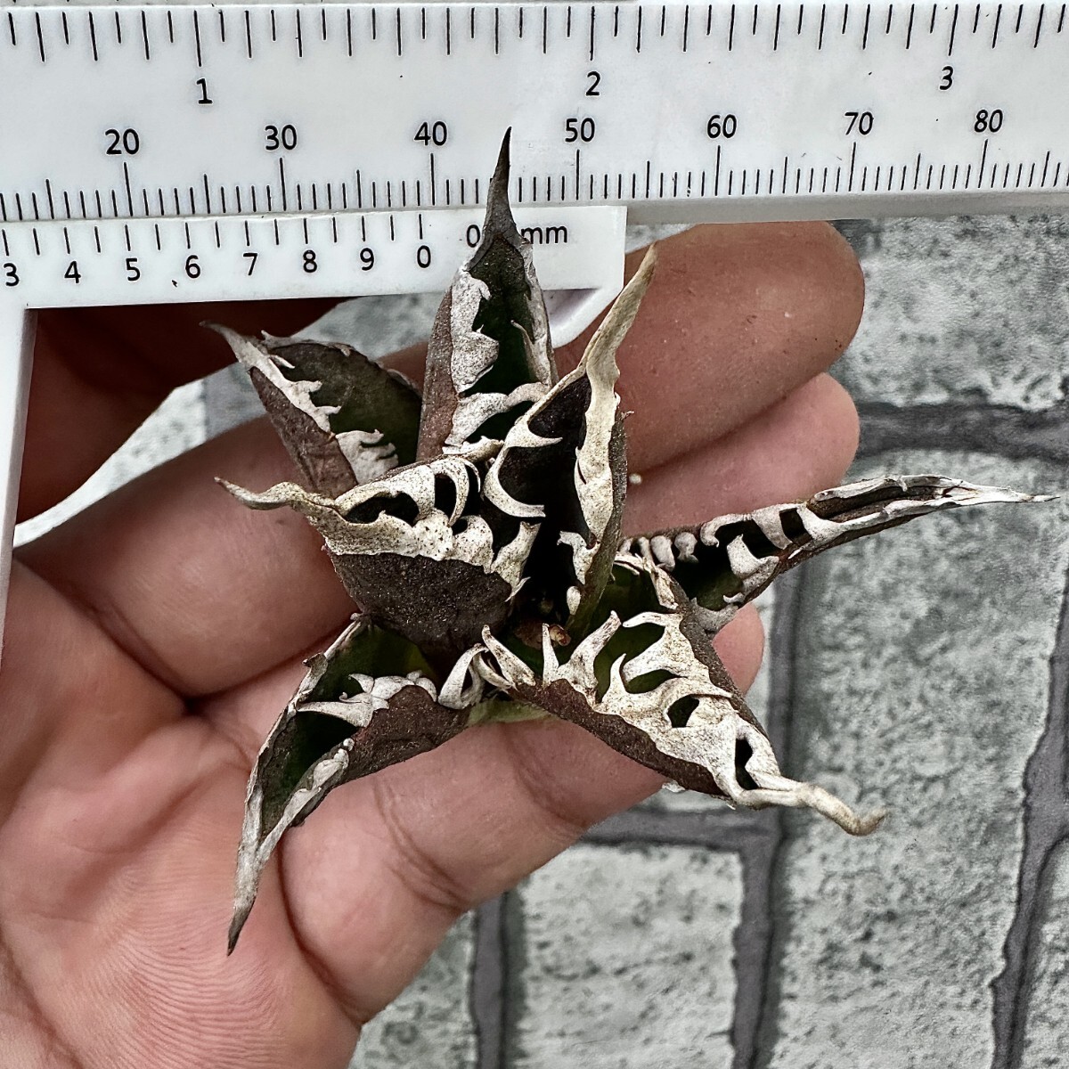 Yahoo!オークション - KK22激レア高級品種 アガベ チタノタ レッドキャ...