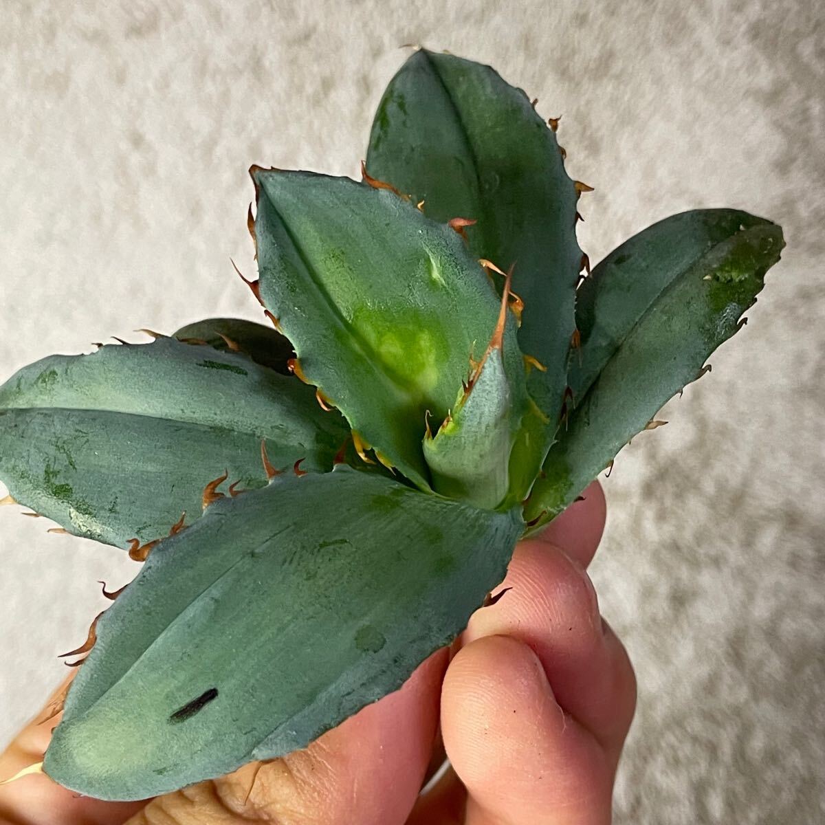 Yahoo!オークション - 2 Agave xylonacantha×potatorum アガベ キシロ...