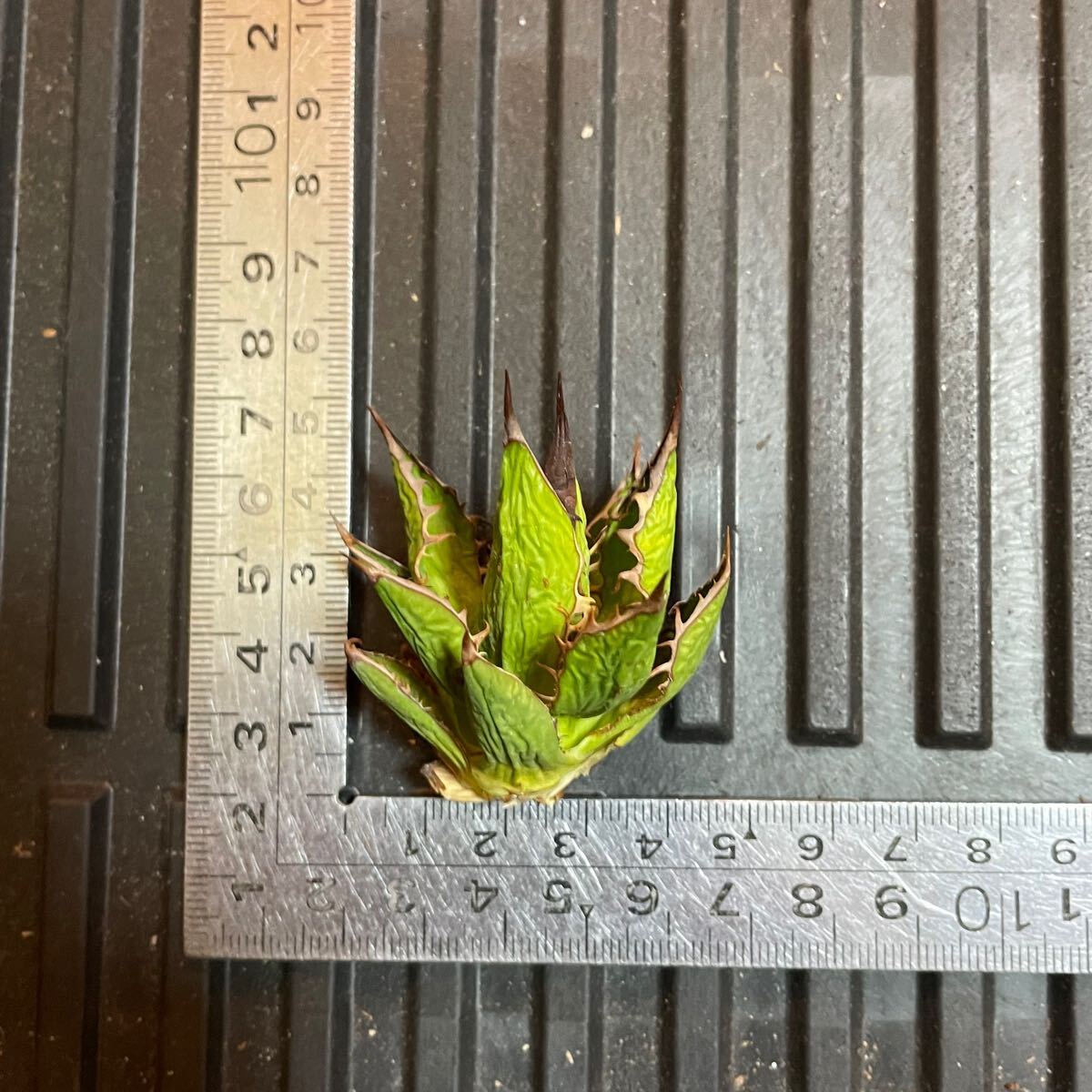 Yahoo!オークション - 25 Agave Horrida アガベ ホリダ