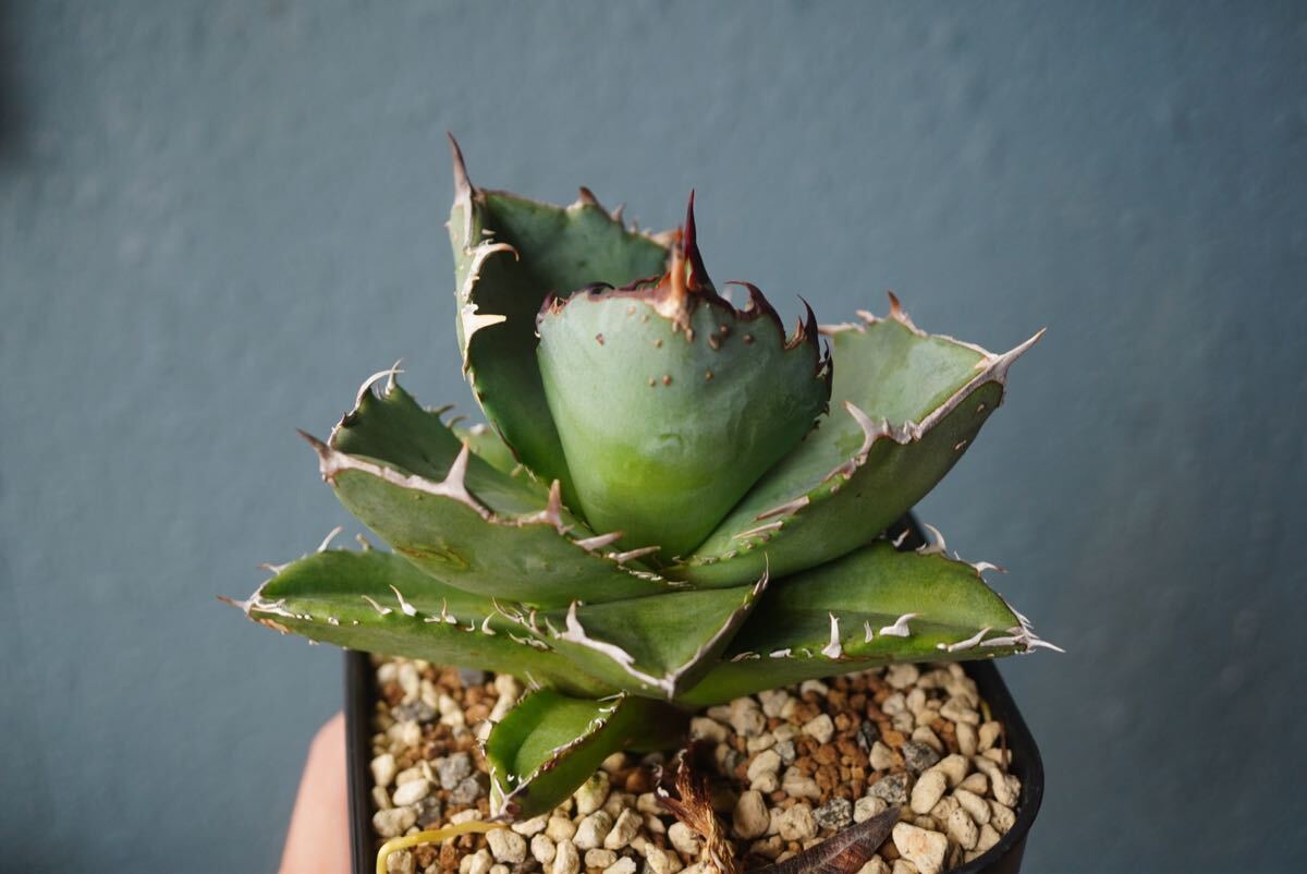 Yahoo!オークション - FO-222 Agave Titanota 親株 強鋸歯 アガベ チタ...