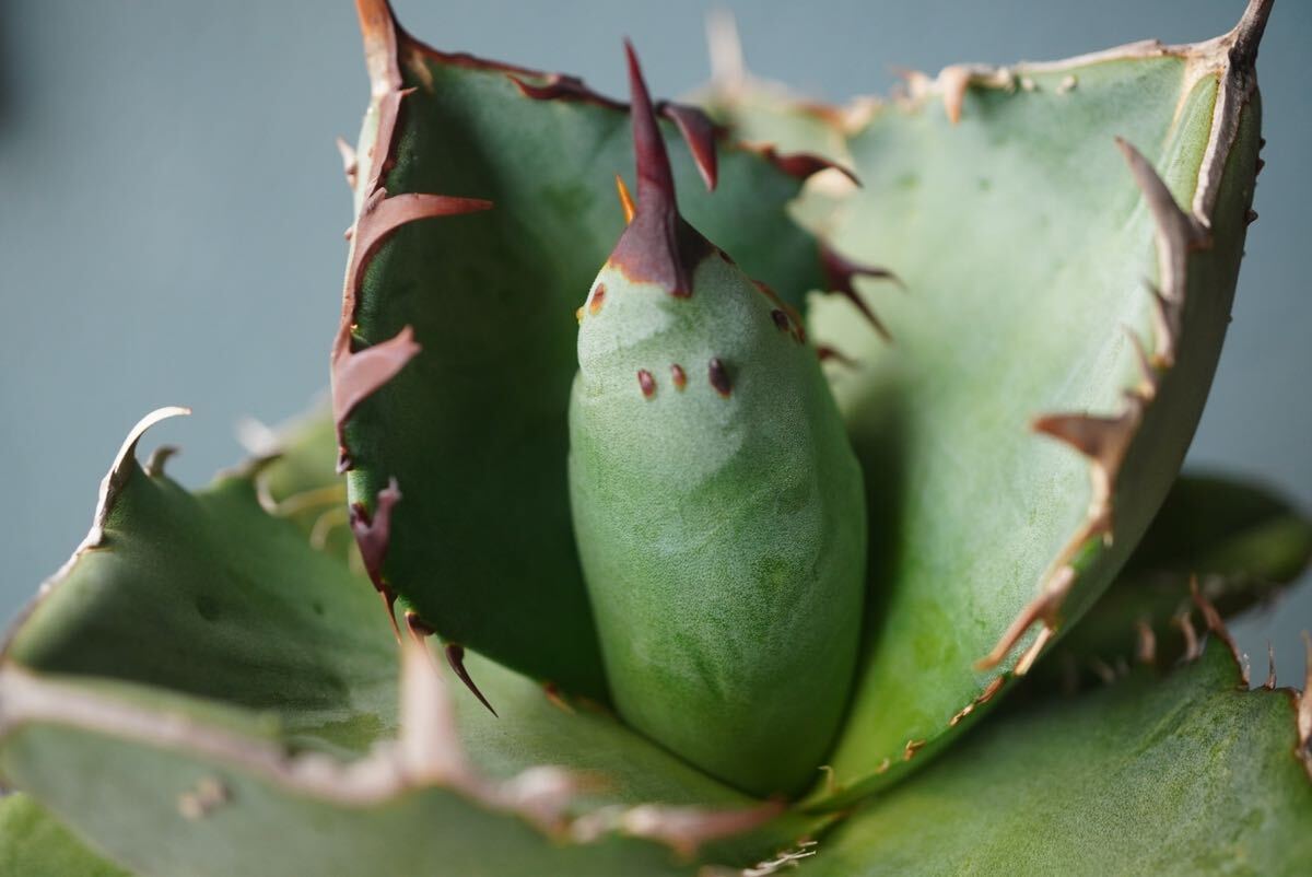 Yahoo!オークション - FO-222 Agave Titanota 親株 強鋸歯 アガベ チタ...