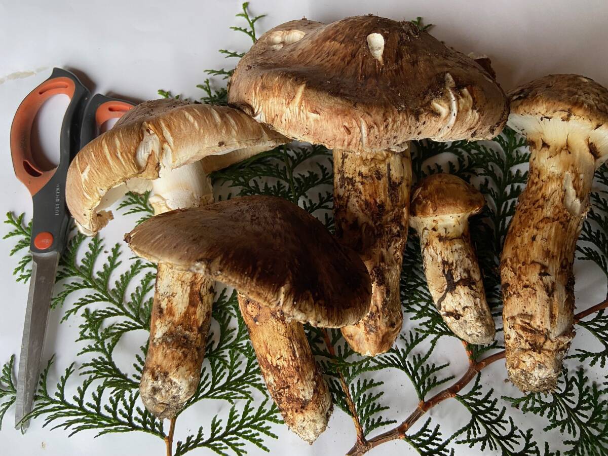 Yahoo!オークション - 信州産 本日採り マツタケ 680g