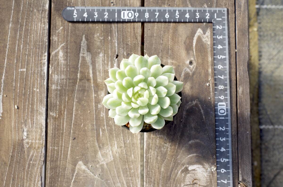 Yahoo!オークション - 【レア種】エケベリア バニラエレガンス錦 Echev...