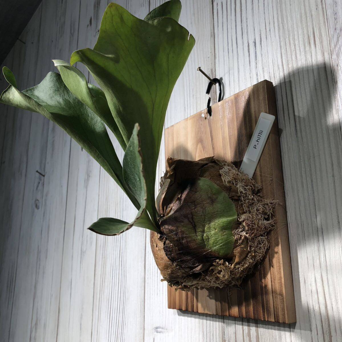 Yahoo!オークション - 10/20-21 P.Hillii ヒリー ビカクシダ《eba plan...