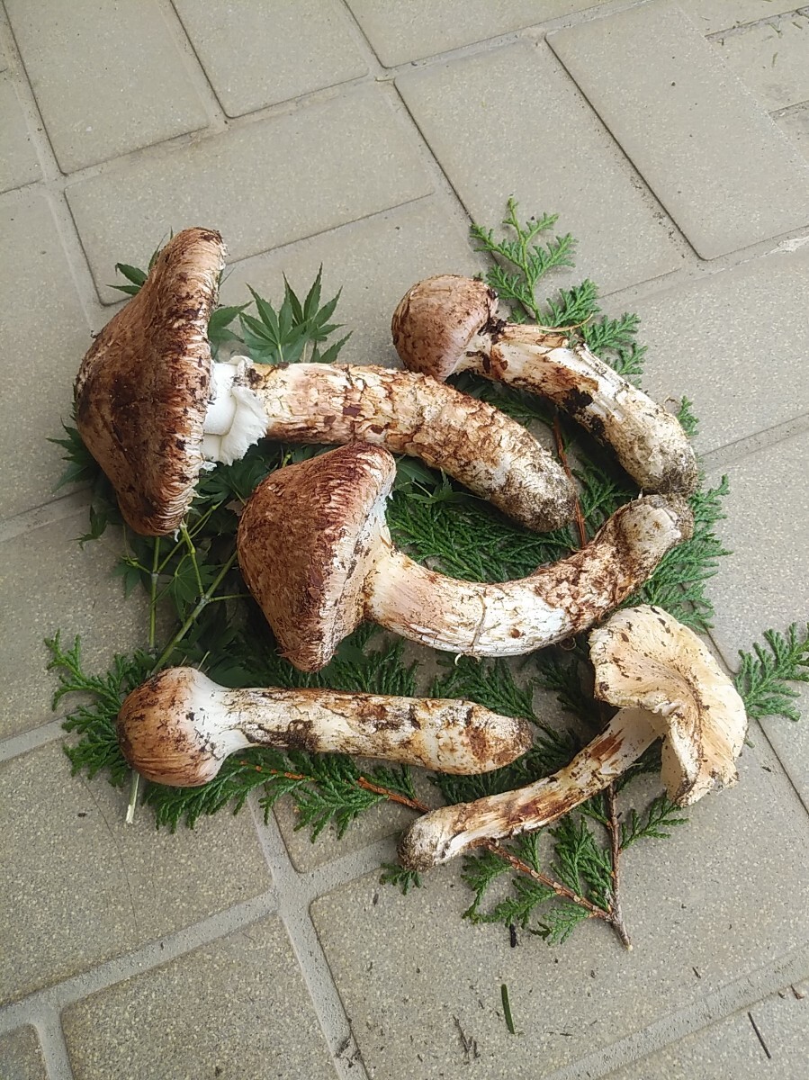 Yahoo!オークション - 松茸 山梨県産 560g 国産