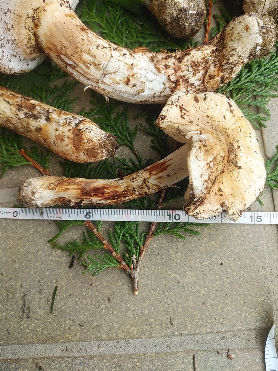 Yahoo!オークション - 松茸 山梨県産 560g 国産