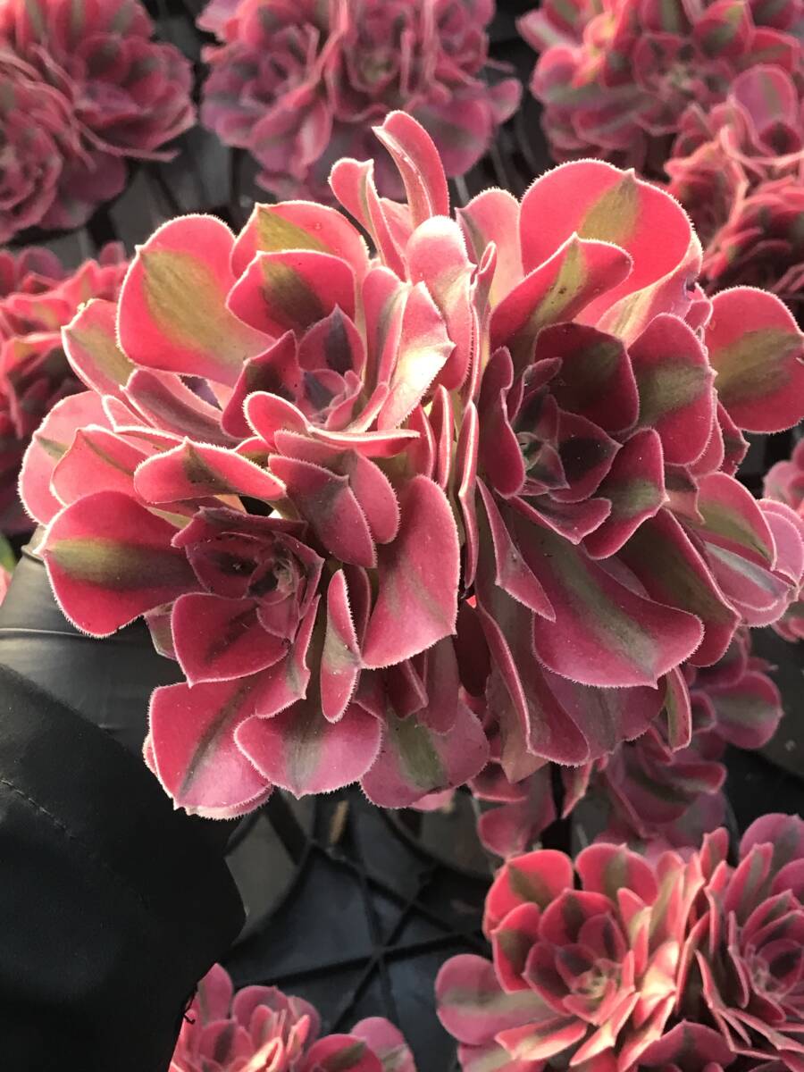 Yahoo!オークション - ピンクウィッチ F155 1株 エケベリア 韓国苗 サ...