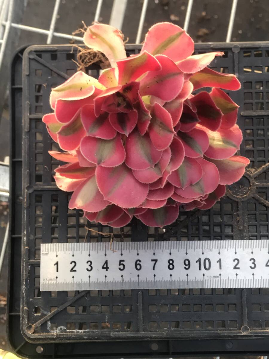 Yahoo!オークション - ピンクウィッチ F155 1株 エケベリア 韓国苗 サ...