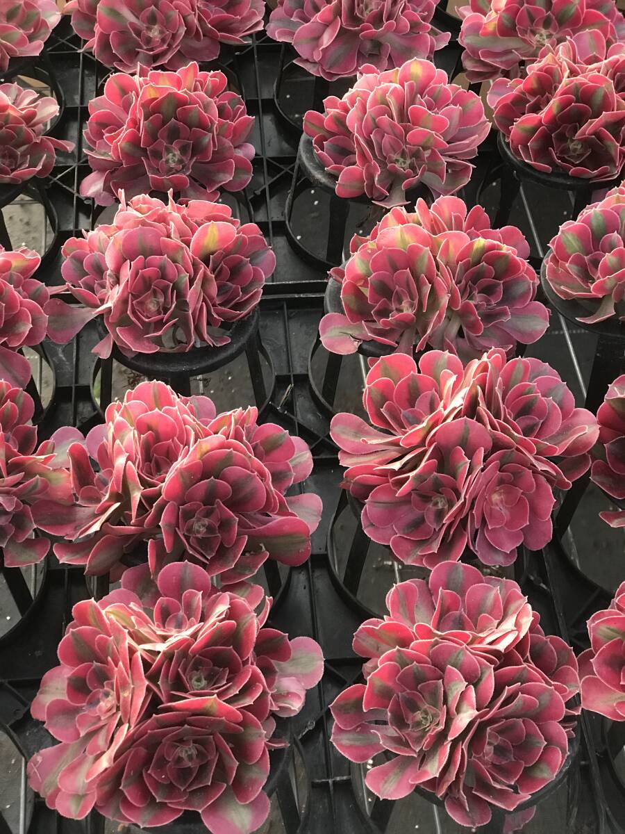 Yahoo!オークション - ピンクウィッチ F155 1株 エケベリア 韓国苗 サ...