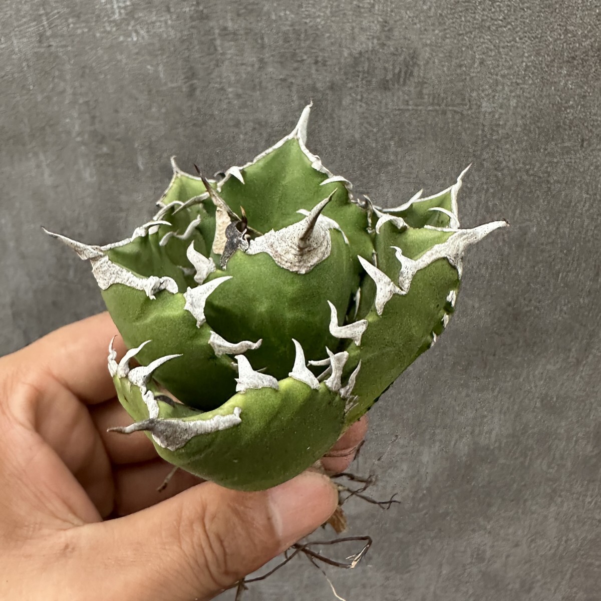 Yahoo!オークション - R24 特選 アガベ 多肉植物 チタノタ 狂刺夕映 検...