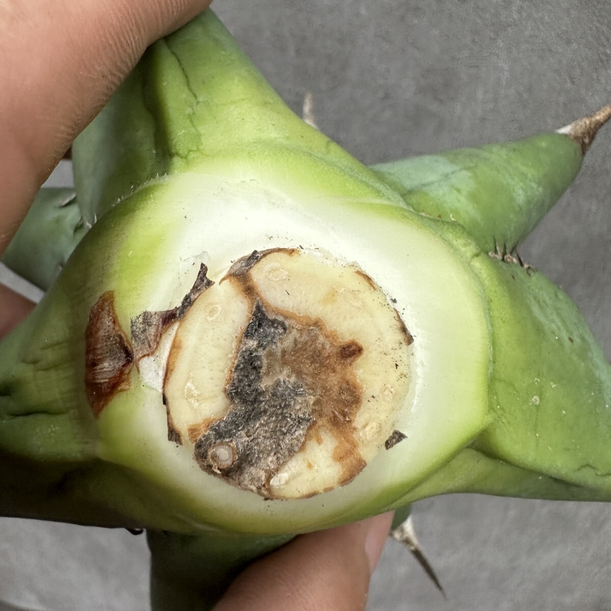 Yahoo!オークション - R38 アガベ チタノタ Agave oteroi Oaxaca speci...