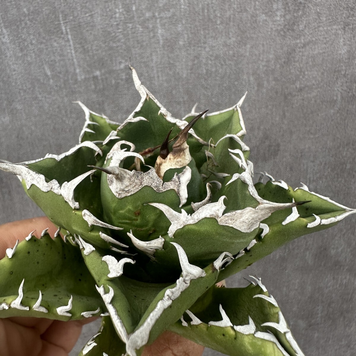 Yahoo!オークション - S32 アガベ チタノタ Agave oteroi Oaxaca speci...