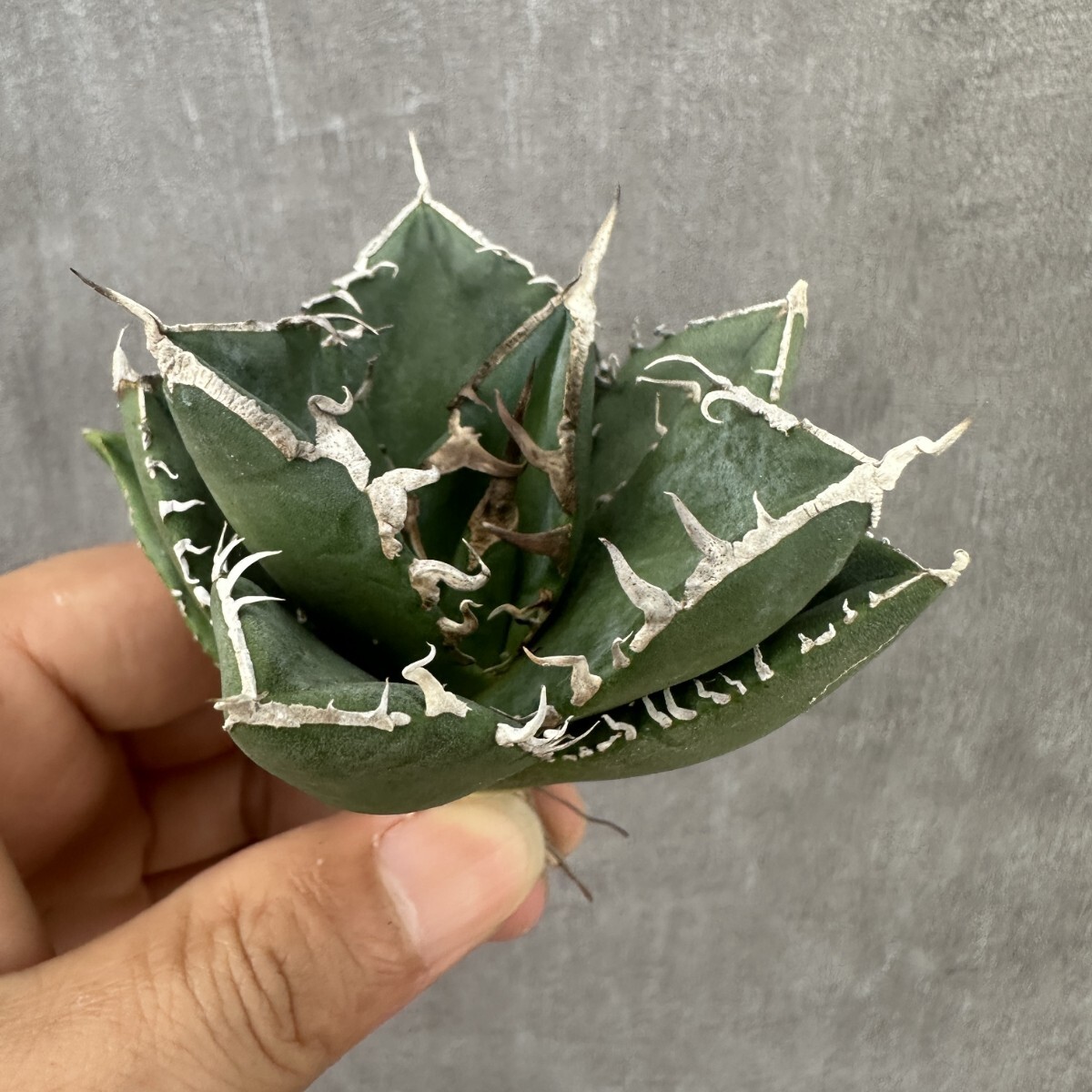 Yahoo!オークション - S39 特選 アガベ 多肉植物 チタノタ SAD 南アフ...