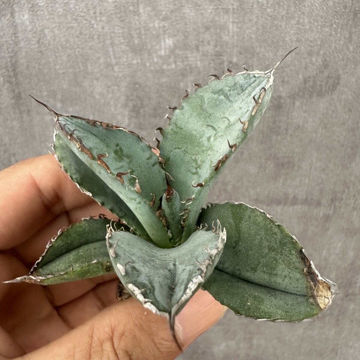 Yahoo!オークション - S44 多肉植物 アガベ チタノタ BEAST ビースト ...