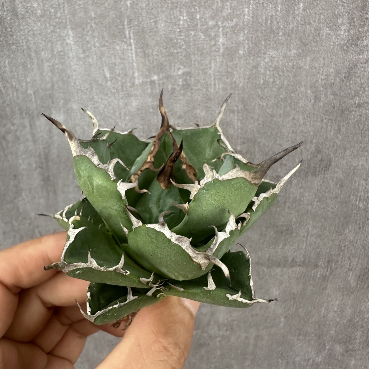 Yahoo!オークション - S46 アガベ チタノタ オアハカ産オテロイ Oaxaca...