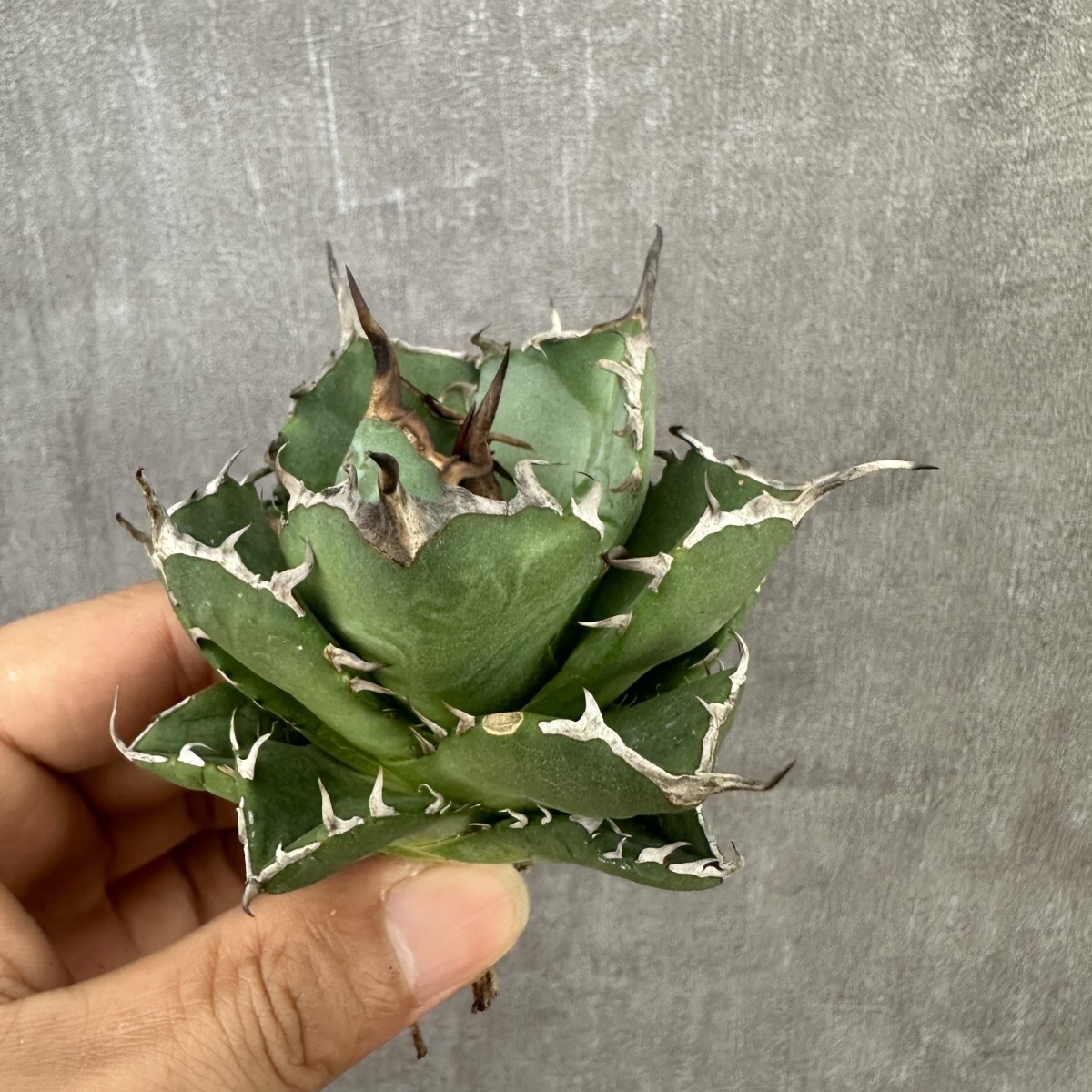 Yahoo!オークション - S46 アガベ チタノタ オアハカ産オテロイ Oaxaca...