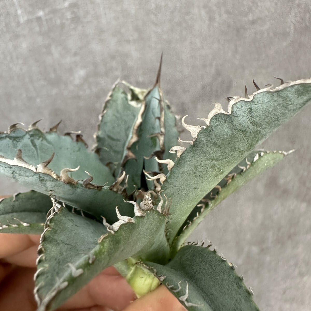 Yahoo!オークション - S52 多肉植物 アガベ チタノタ BEAST ビースト ...