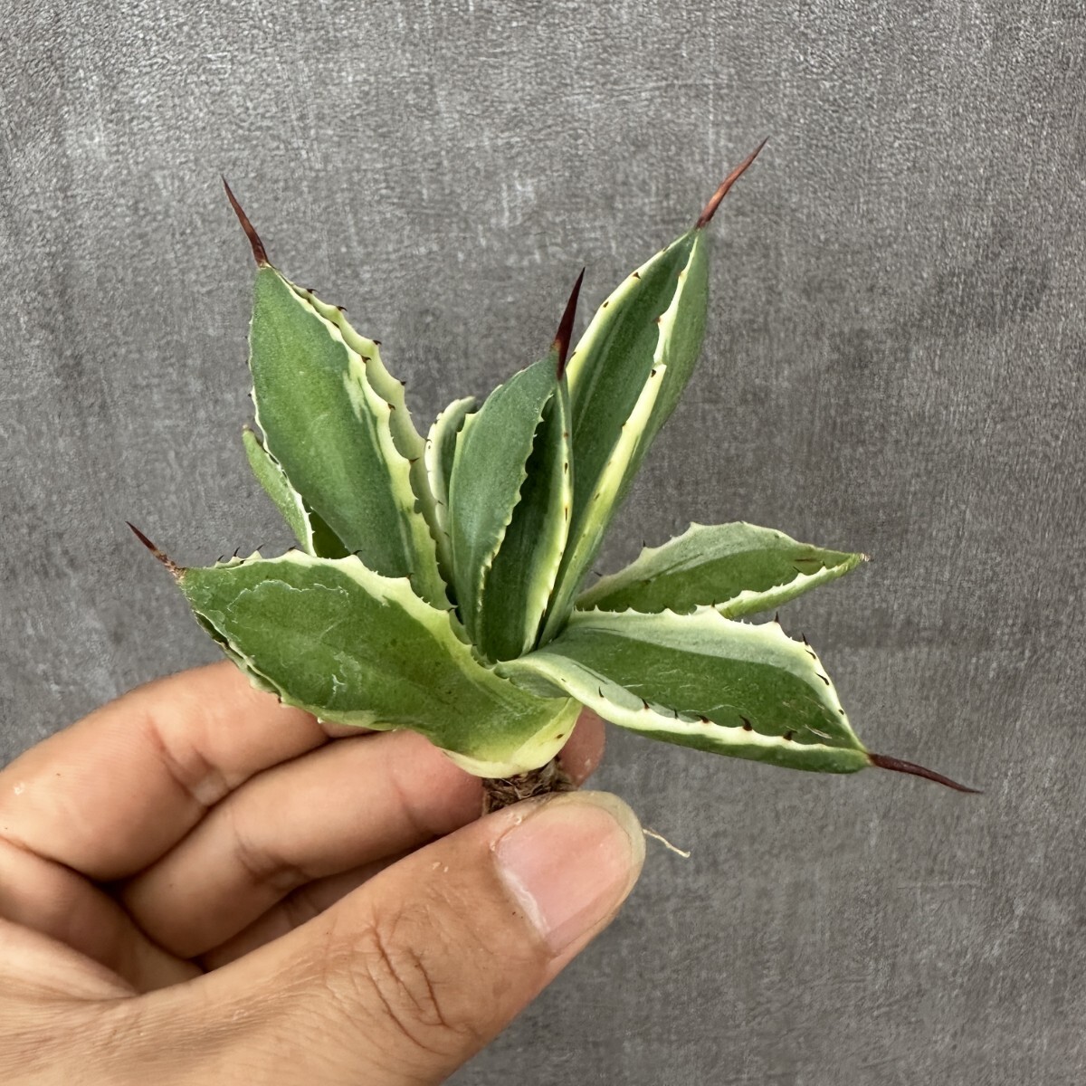 Yahoo!オークション - S55 多肉植物アガべ ポタトラム キュービック錦 ...