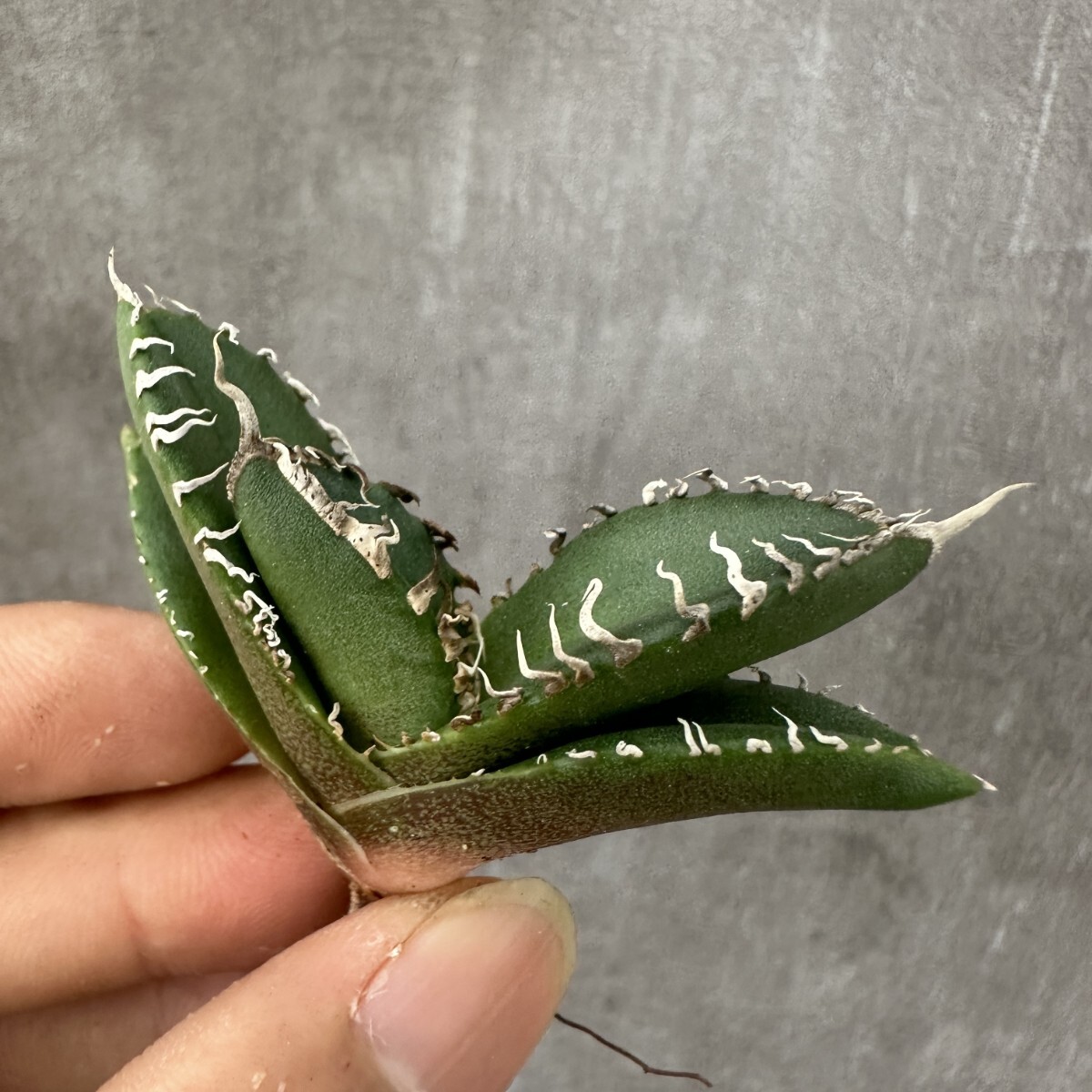 Yahoo!オークション - S57 多肉植物 アガベ チタノタ ゴジラ GODZILLA ...