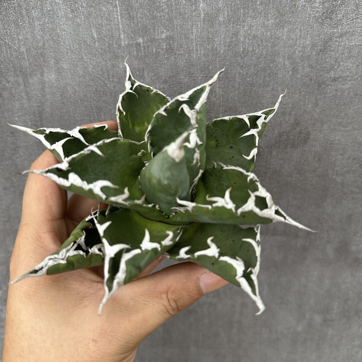 Yahoo!オークション - S58 アガベ チタノタ Agave oteroi Oaxaca speci...