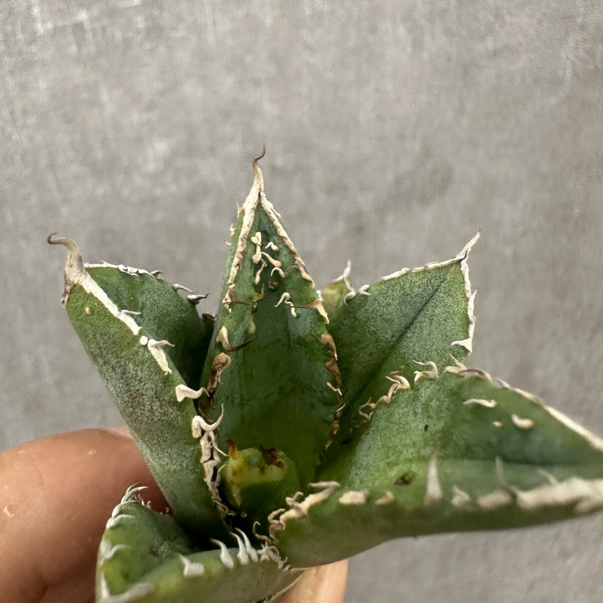 Yahoo!オークション - S59 多肉植物 特選 アガベ チタノタ【豆豆竜】メ...