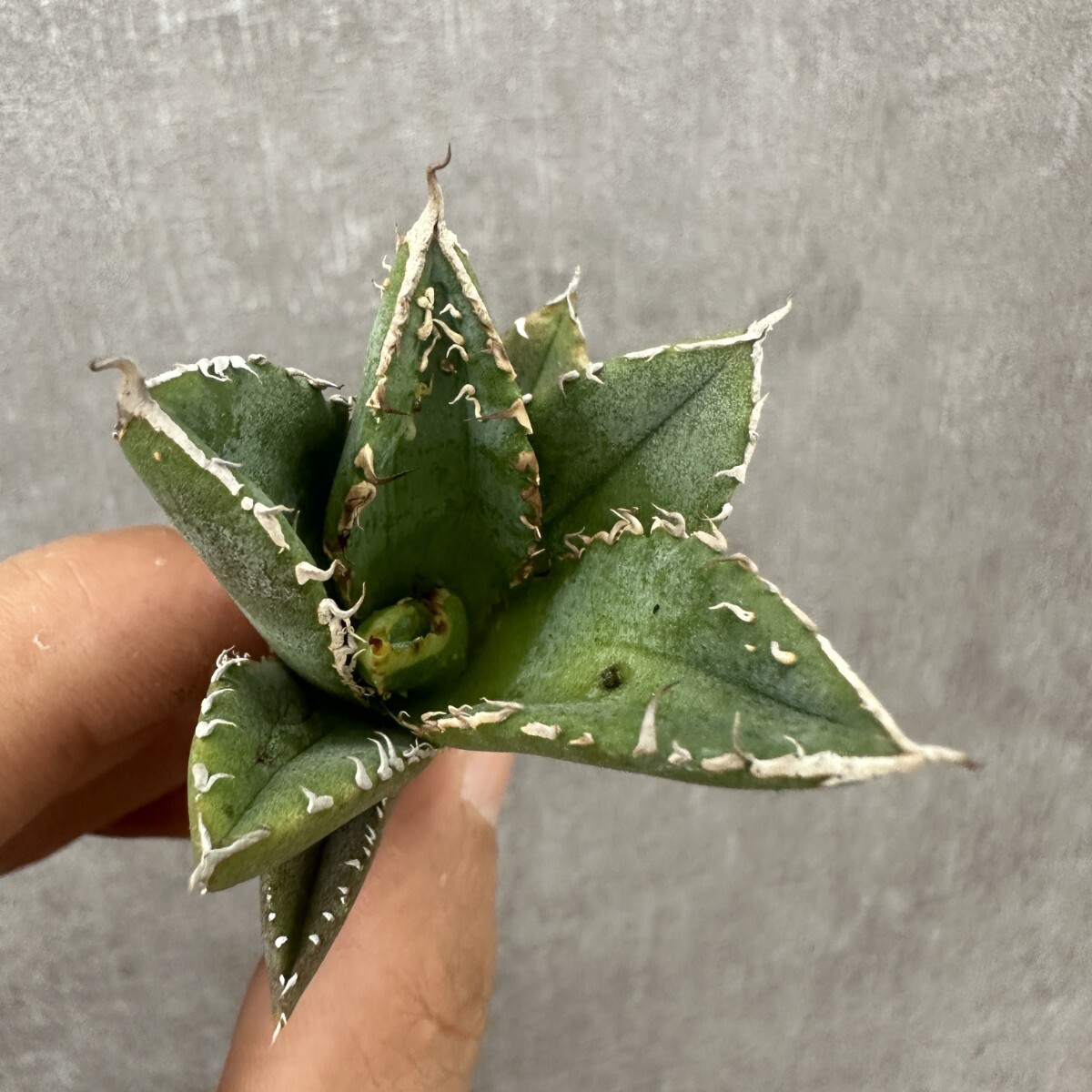 Yahoo!オークション - S59 多肉植物 特選 アガベ チタノタ【豆豆竜】メ...