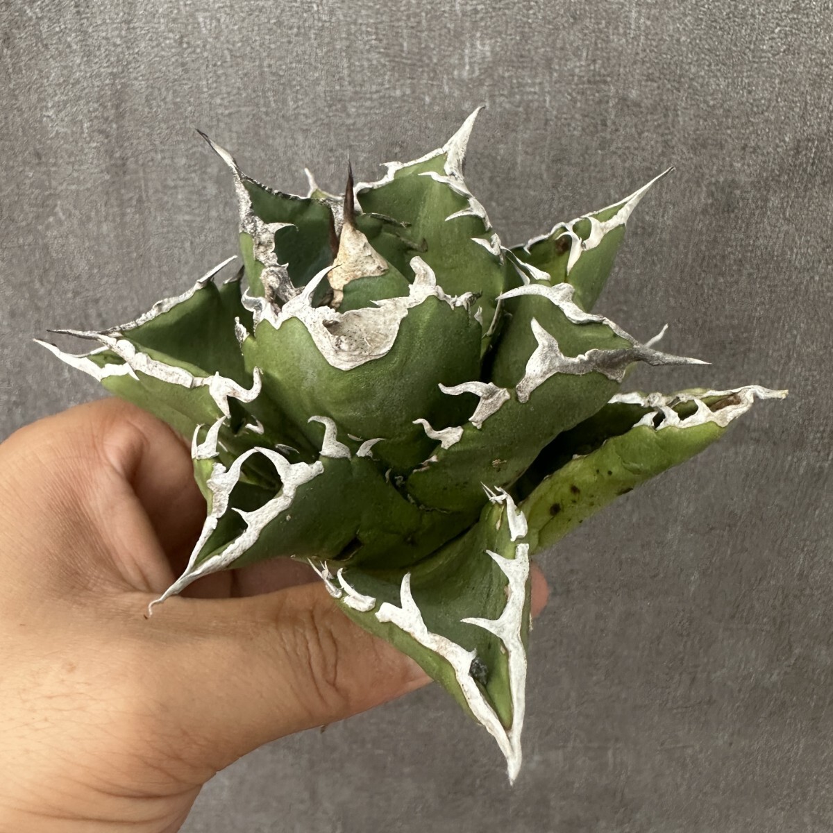 Yahoo!オークション - T16 アガベ チタノタ Agave oteroi Oaxaca speci...