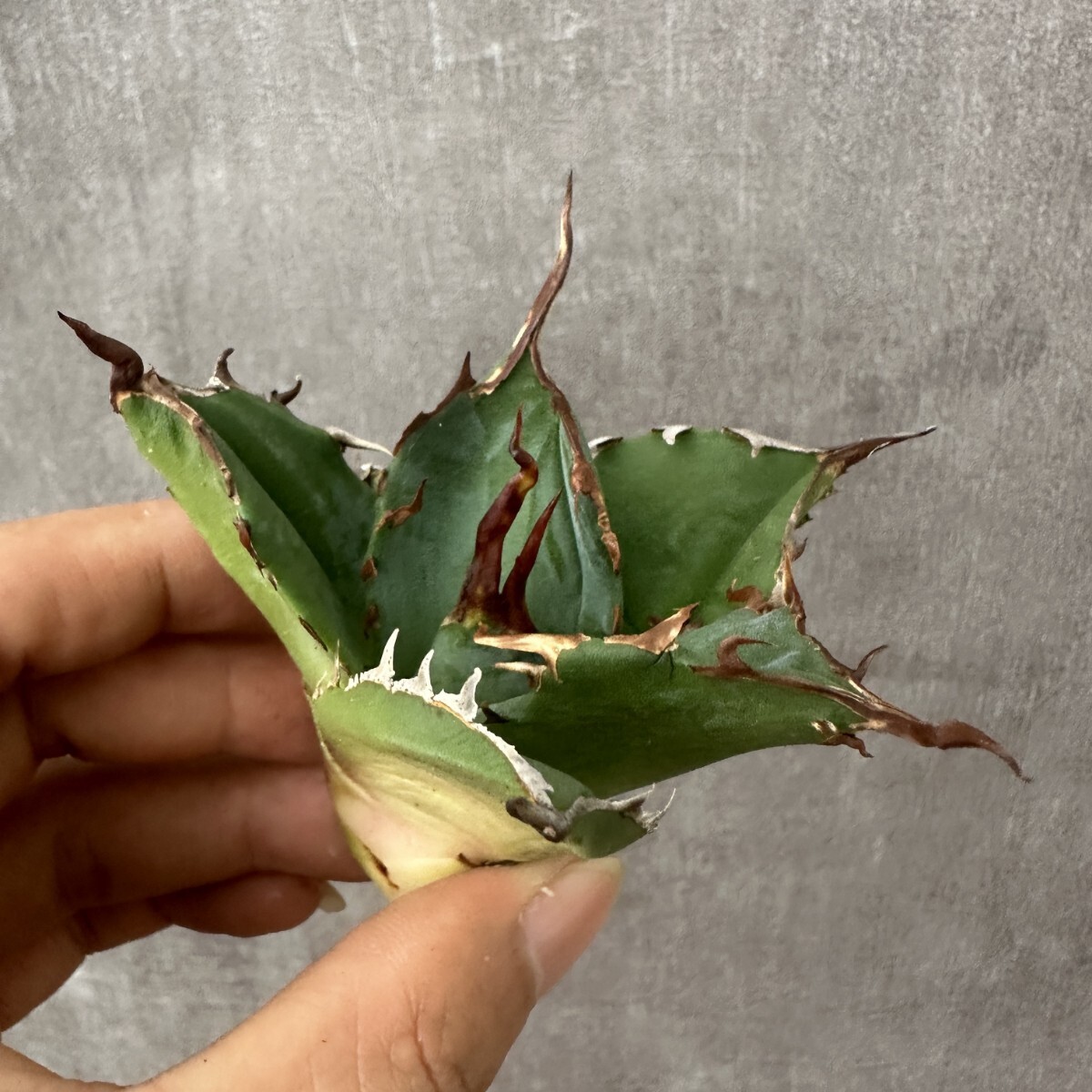 T23 アガベ チタノタ Agave oteroi Oaxaca special株 アガベ オテロイ 強棘 胴切天芽(アガベ)｜売買されたオークション情報、yahooの商品情報をアーカイブ公開 ...