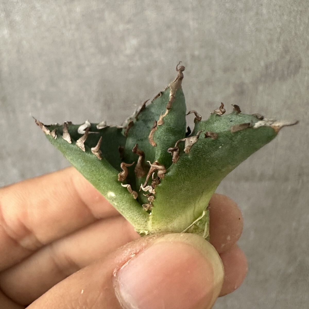 Yahoo!オークション - T39 多肉植物 アガベ チタノタ 悪魔くん BAKEMONO