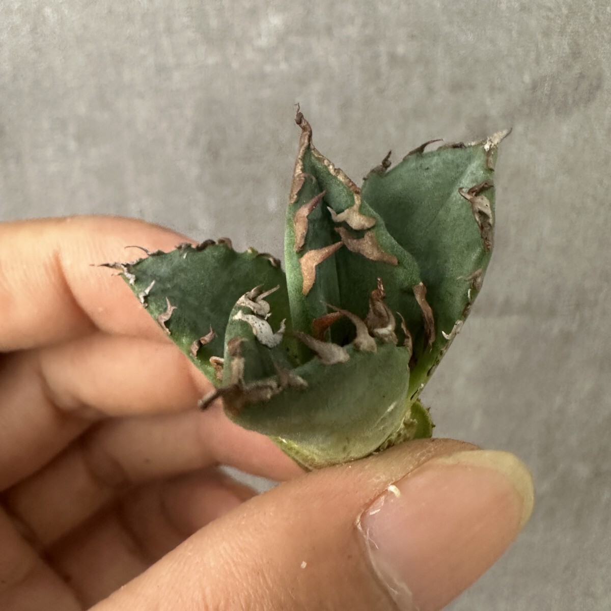 Yahoo!オークション - T39 多肉植物 アガベ チタノタ 悪魔くん BAKEMONO