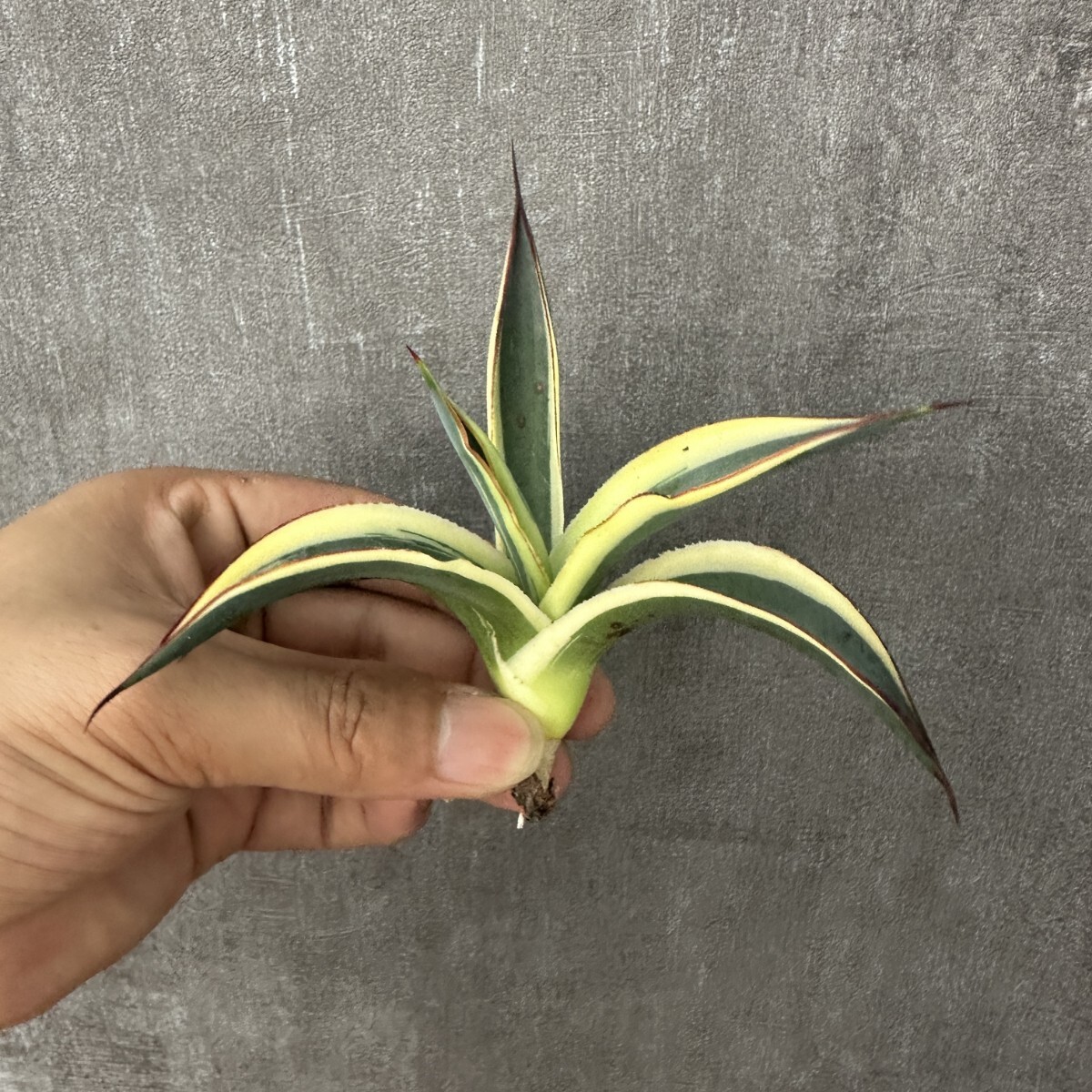 Yahoo!オークション - T52 アガベ スノーグロウ スノーグロー ブルーグ...